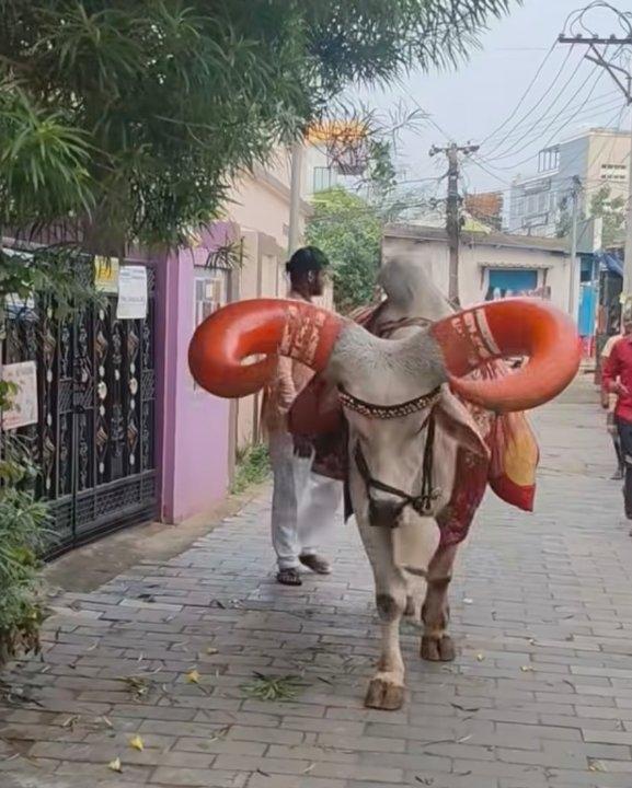 Haringhata Farm লাইভ খবর Today | Haringhata Farm News In Bengali ...